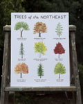 Trees of the Northeast Art Print – Yardia